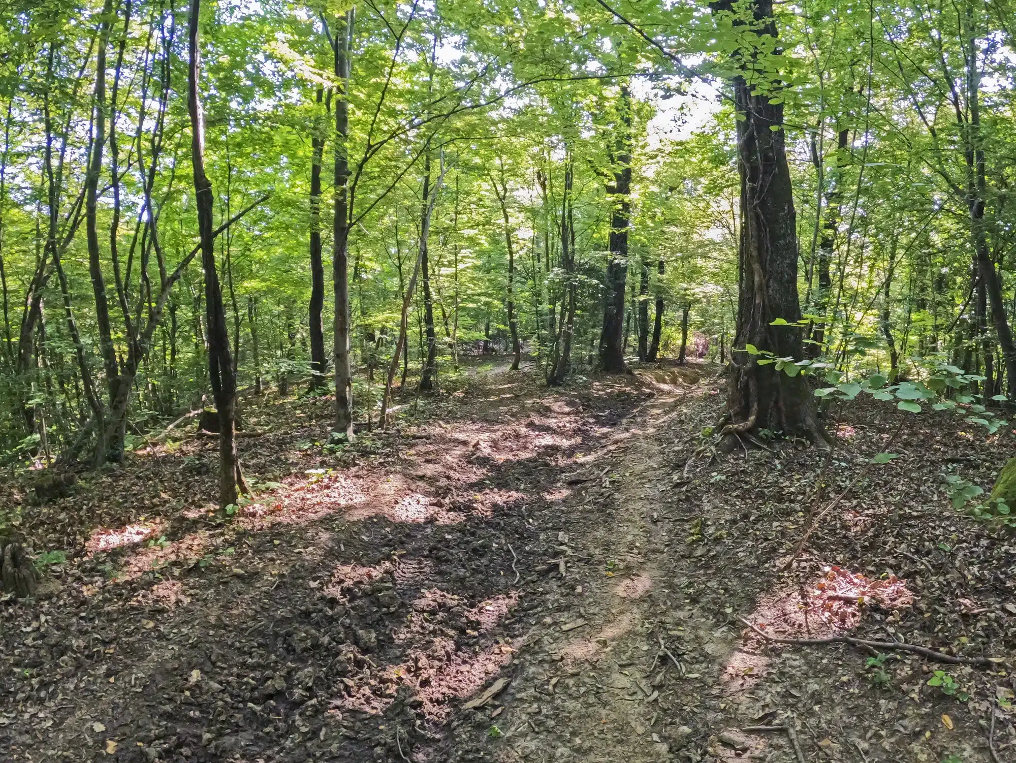 Trail Clearing Services in Hillsborough County | Learn More